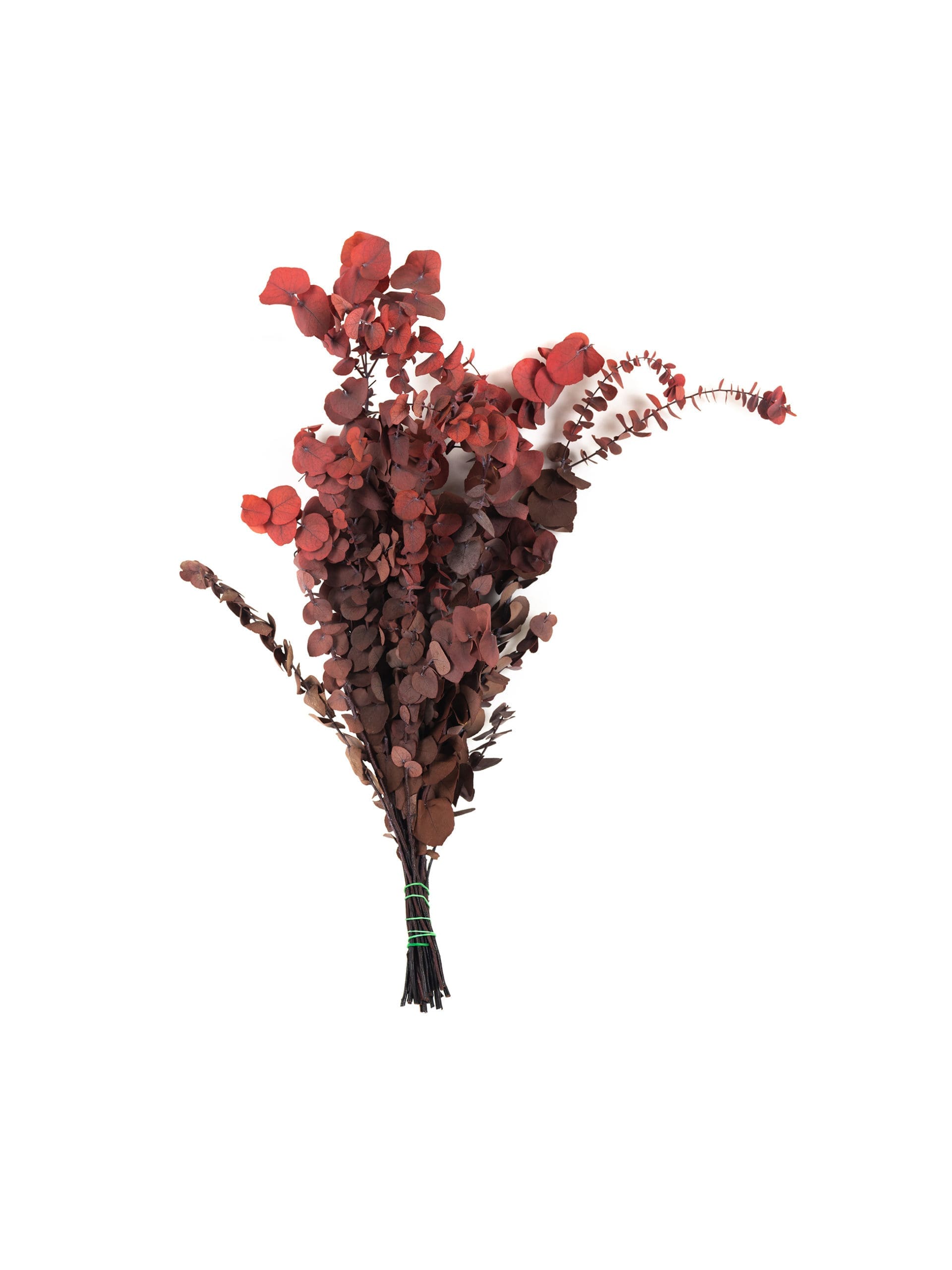 Eucalyptus Stewartiana Red RU | ByNature - Wholesale