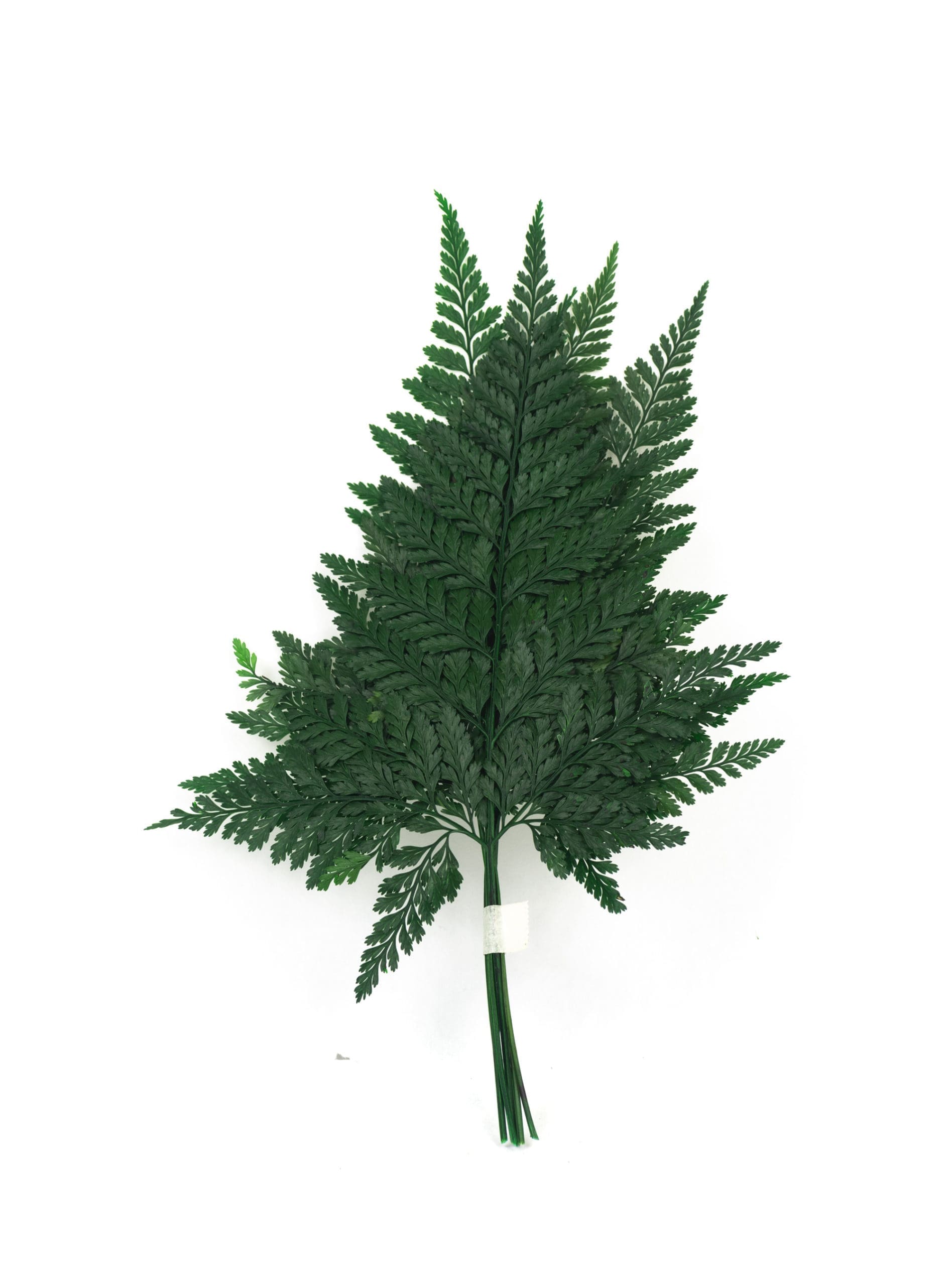 Fern Davalia Green NA | ByNature - Wholesale