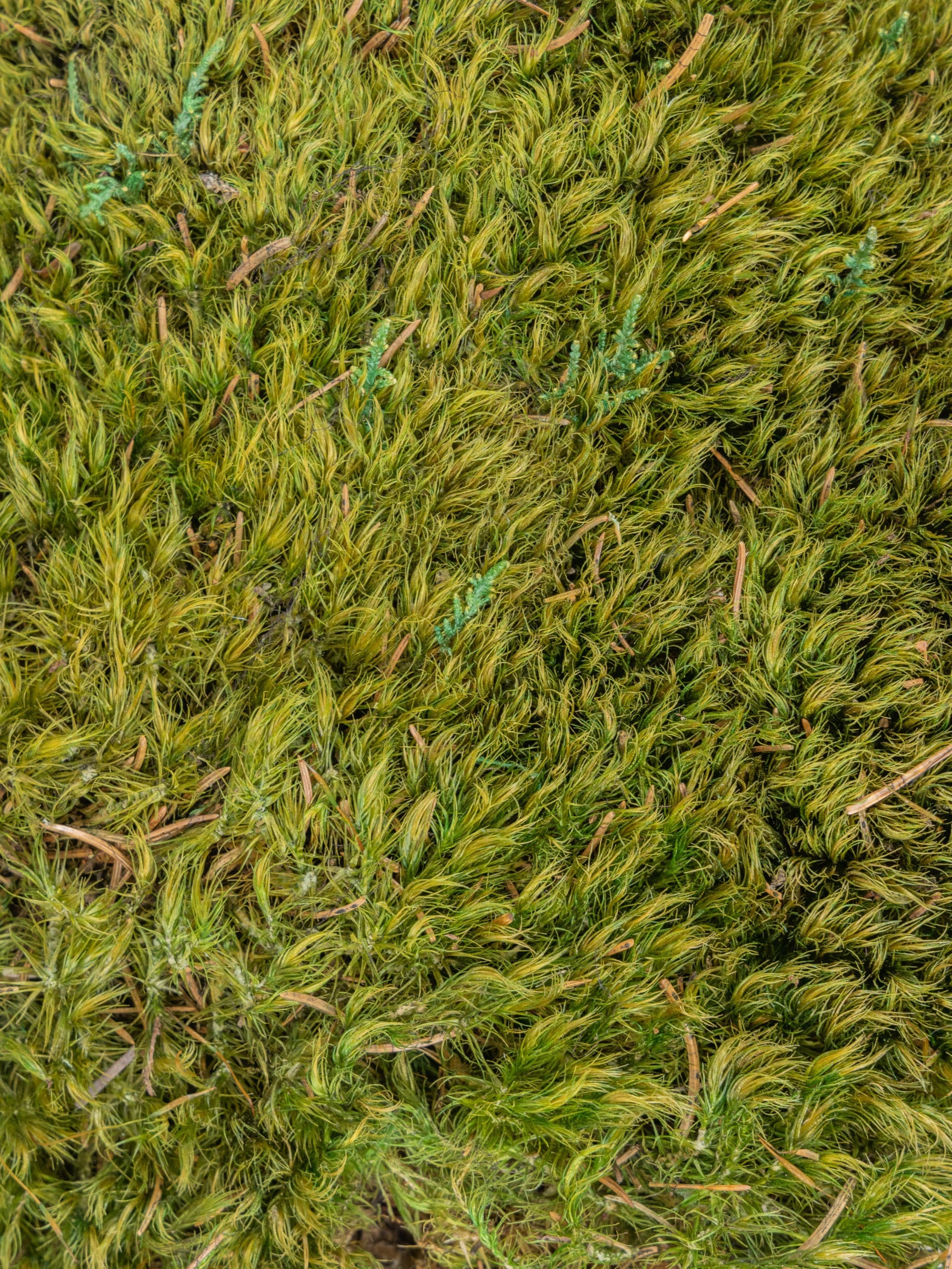 Mood Moss CA (1 lb WB) | ByNature - Wholesale