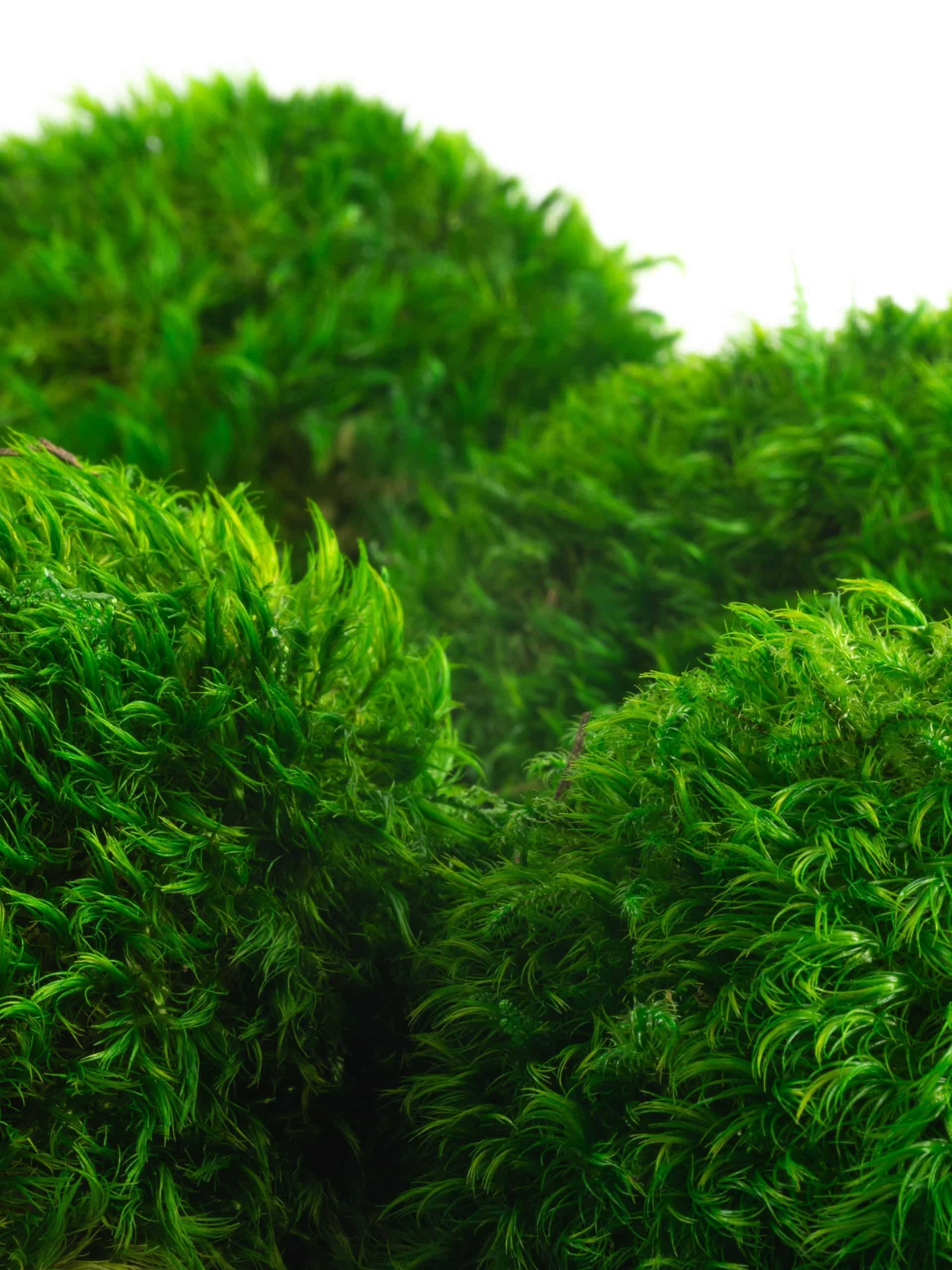 Mood Moss Dark CH (8 lbs MB) | ByNature - Wholesale