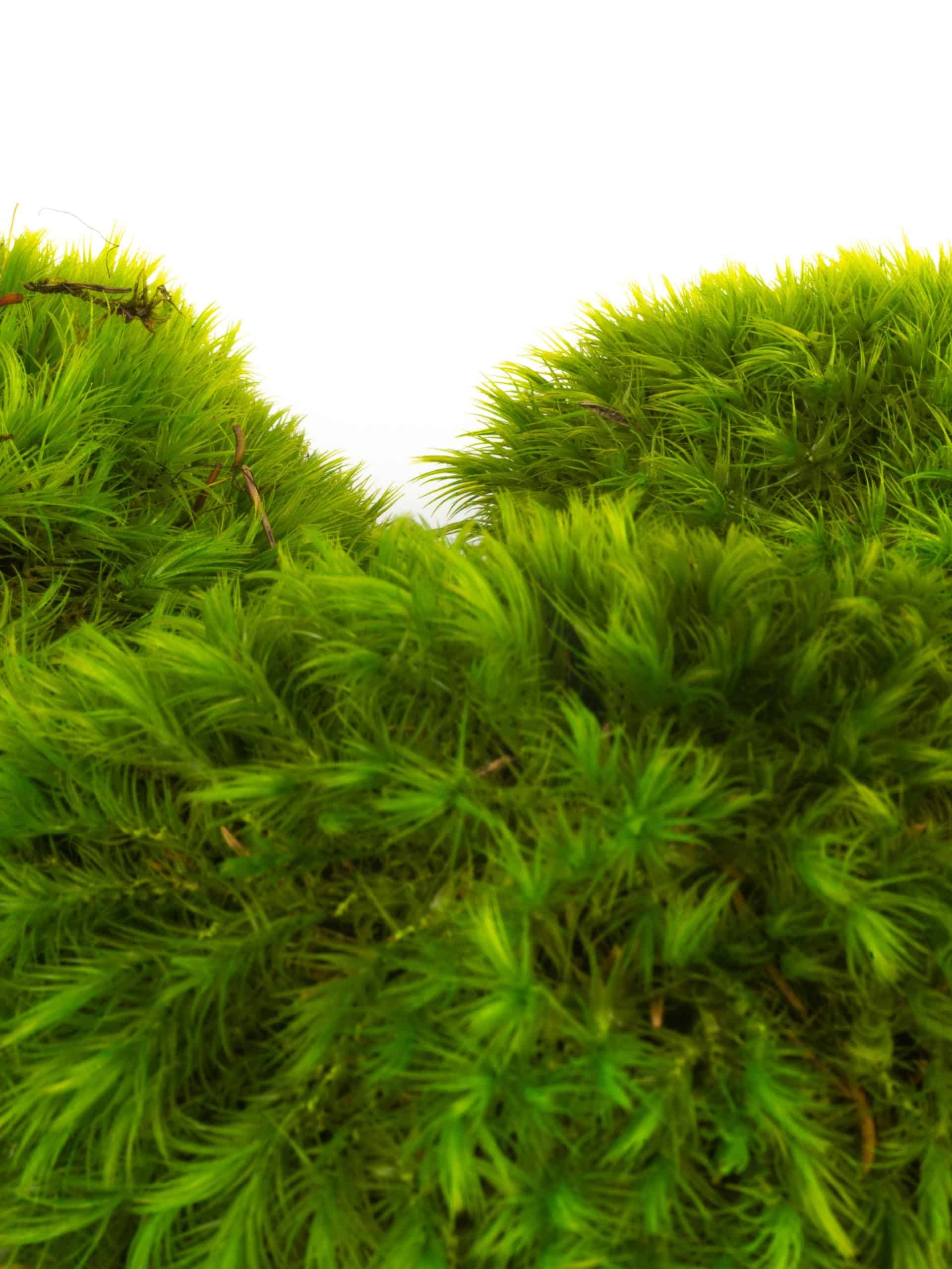 Mood Moss Light CH (1 lb WB) | ByNature - Wholesale