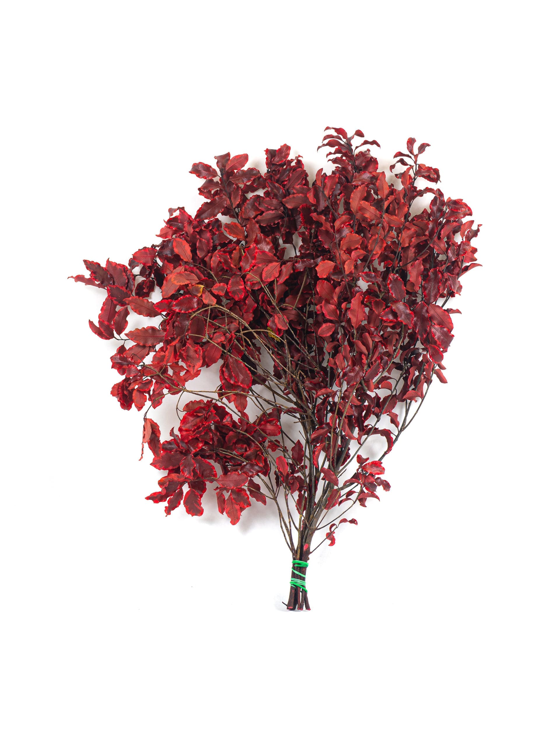 Pittosporum Red PO | ByNature - Wholesale