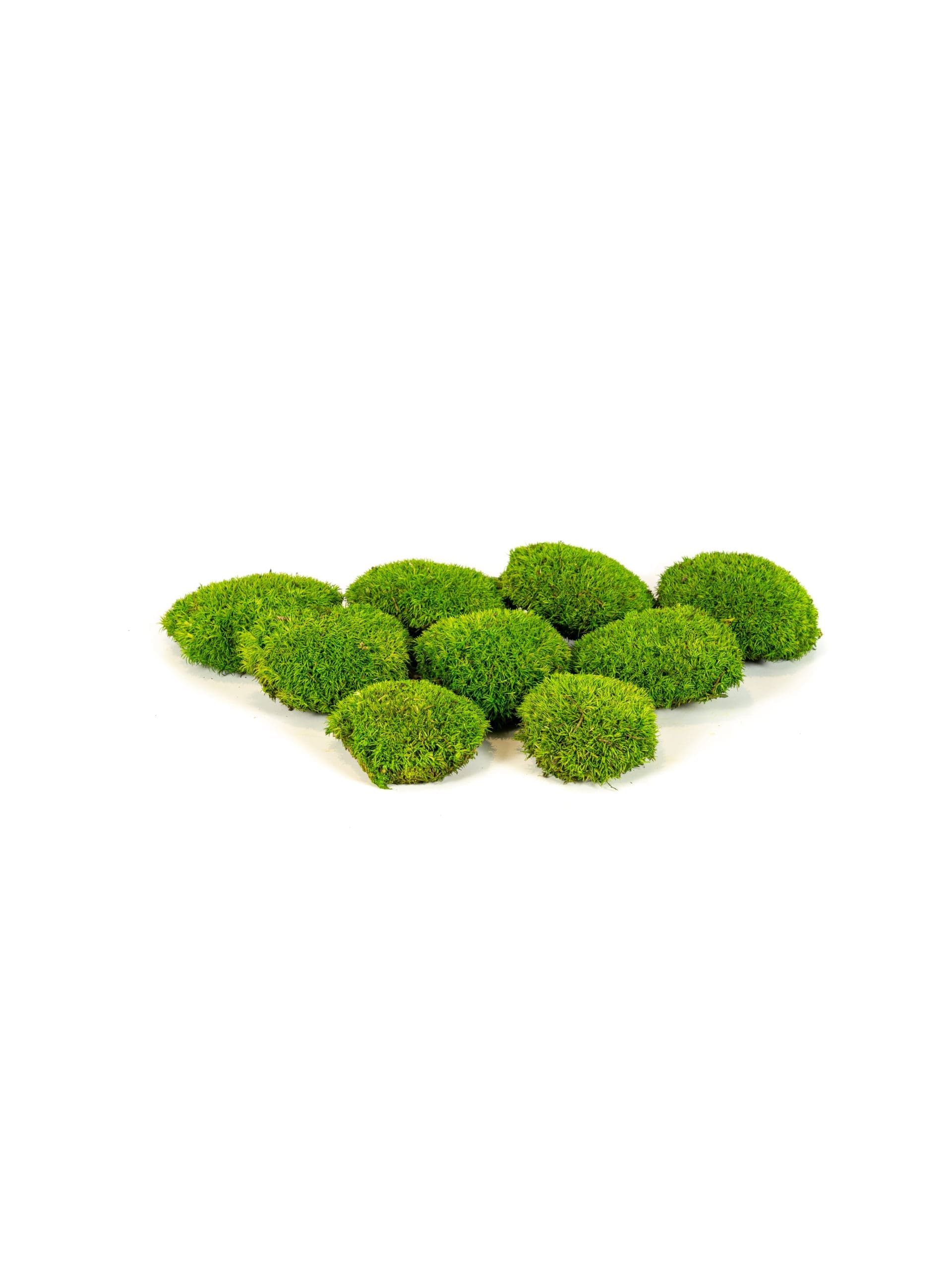 Pole Moss Mini Apple CA (1.5 lbs WB) | ByNature - Wholesale