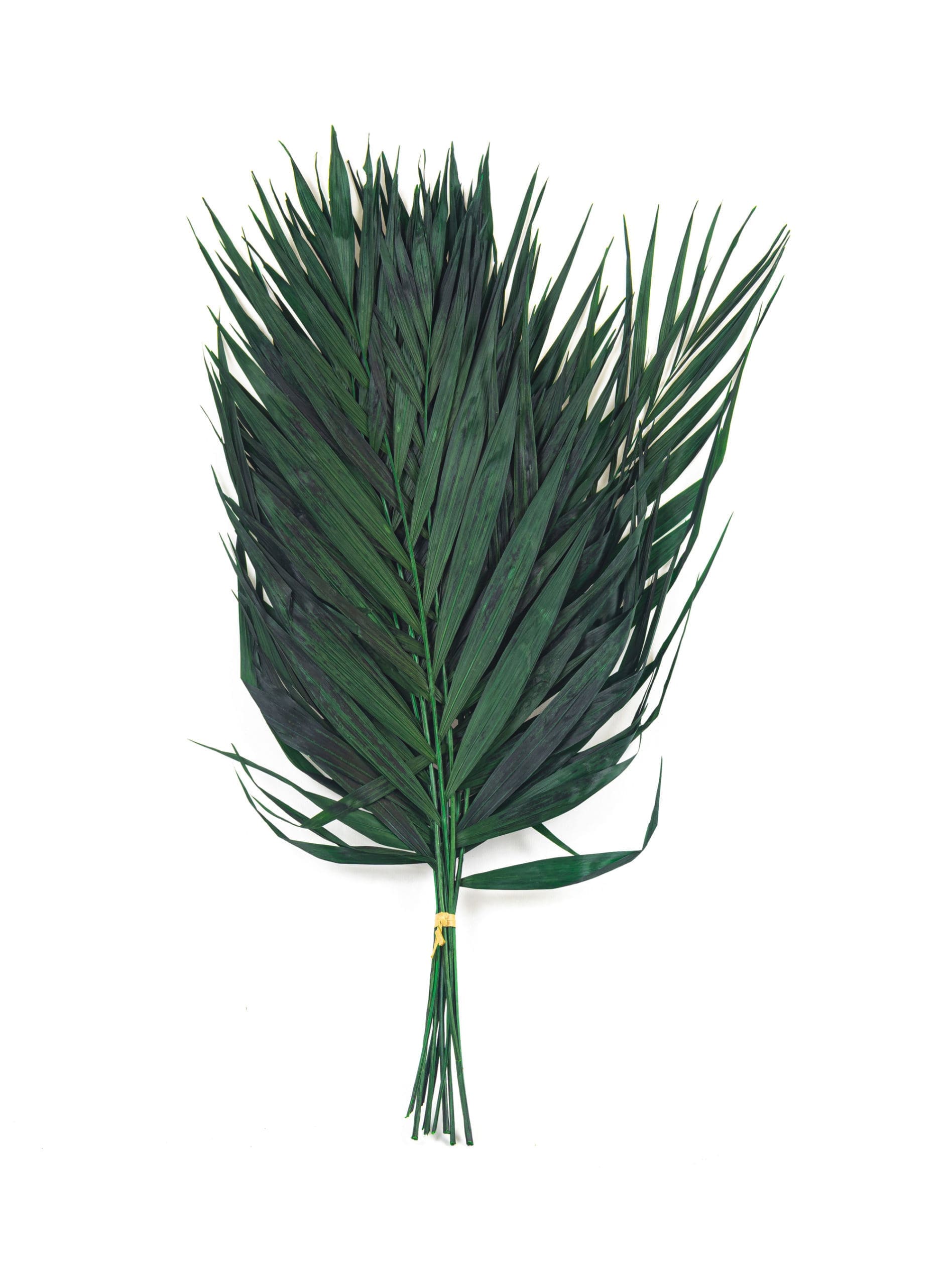 Fern Chico Green NA | ByNature - Wholesale