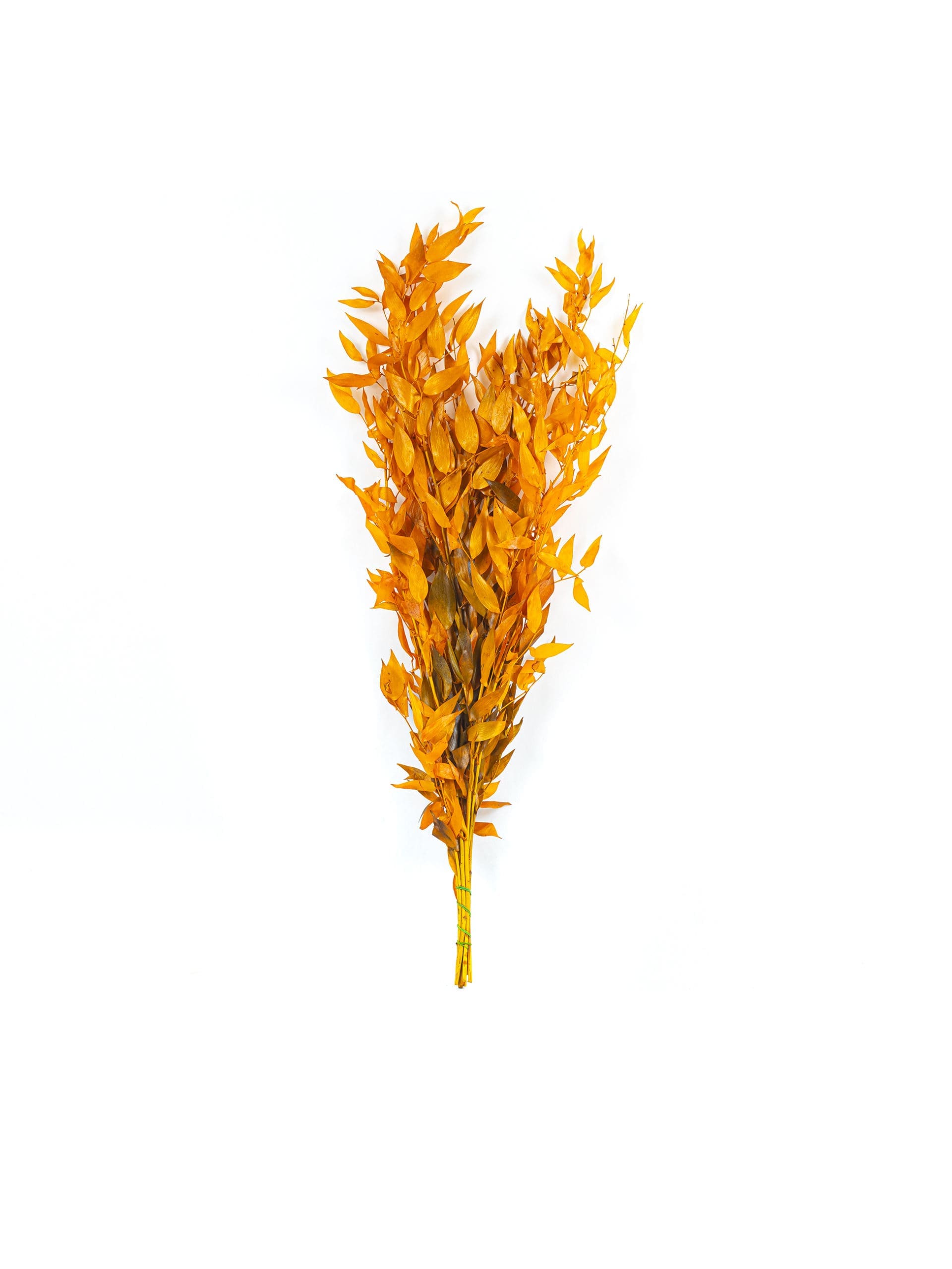 Ruscus Italian Yellow PO | ByNature - Wholesale