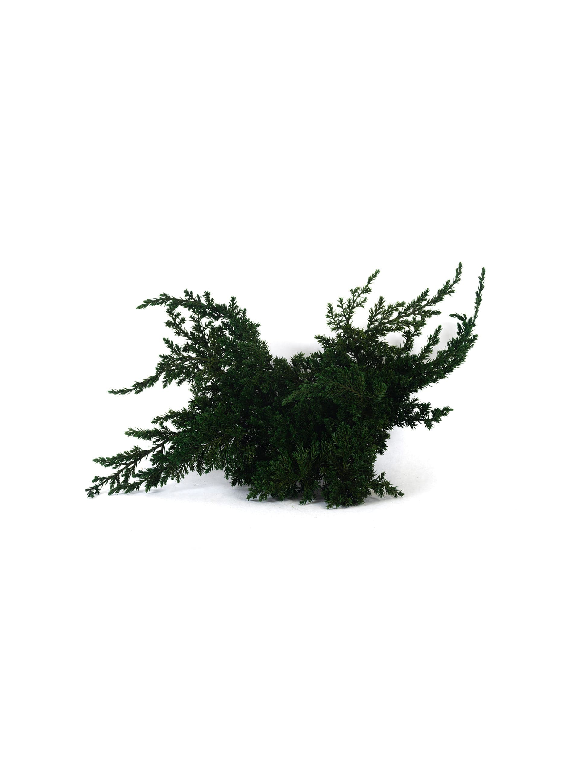Juniperus Procumbens Green VE | ByNature - Wholesale