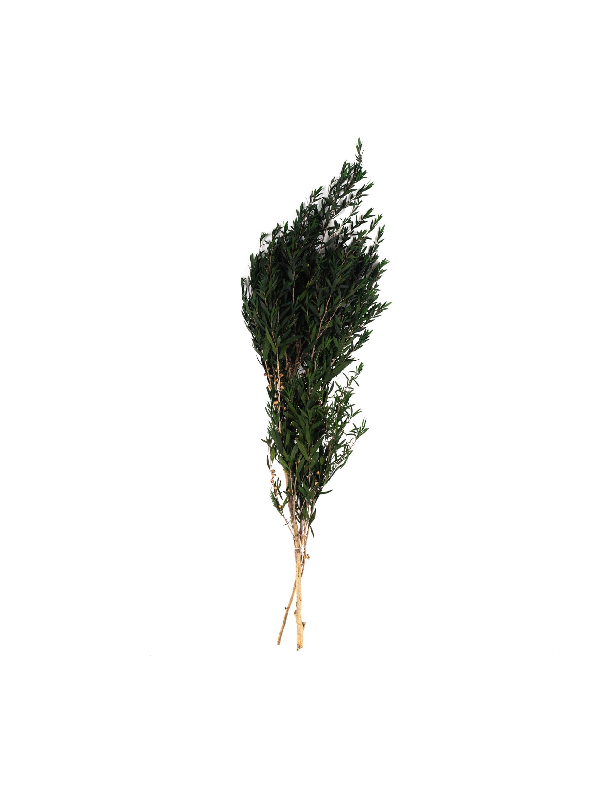 Lepto Lungifolia Green VE | ByNature - Wholesale