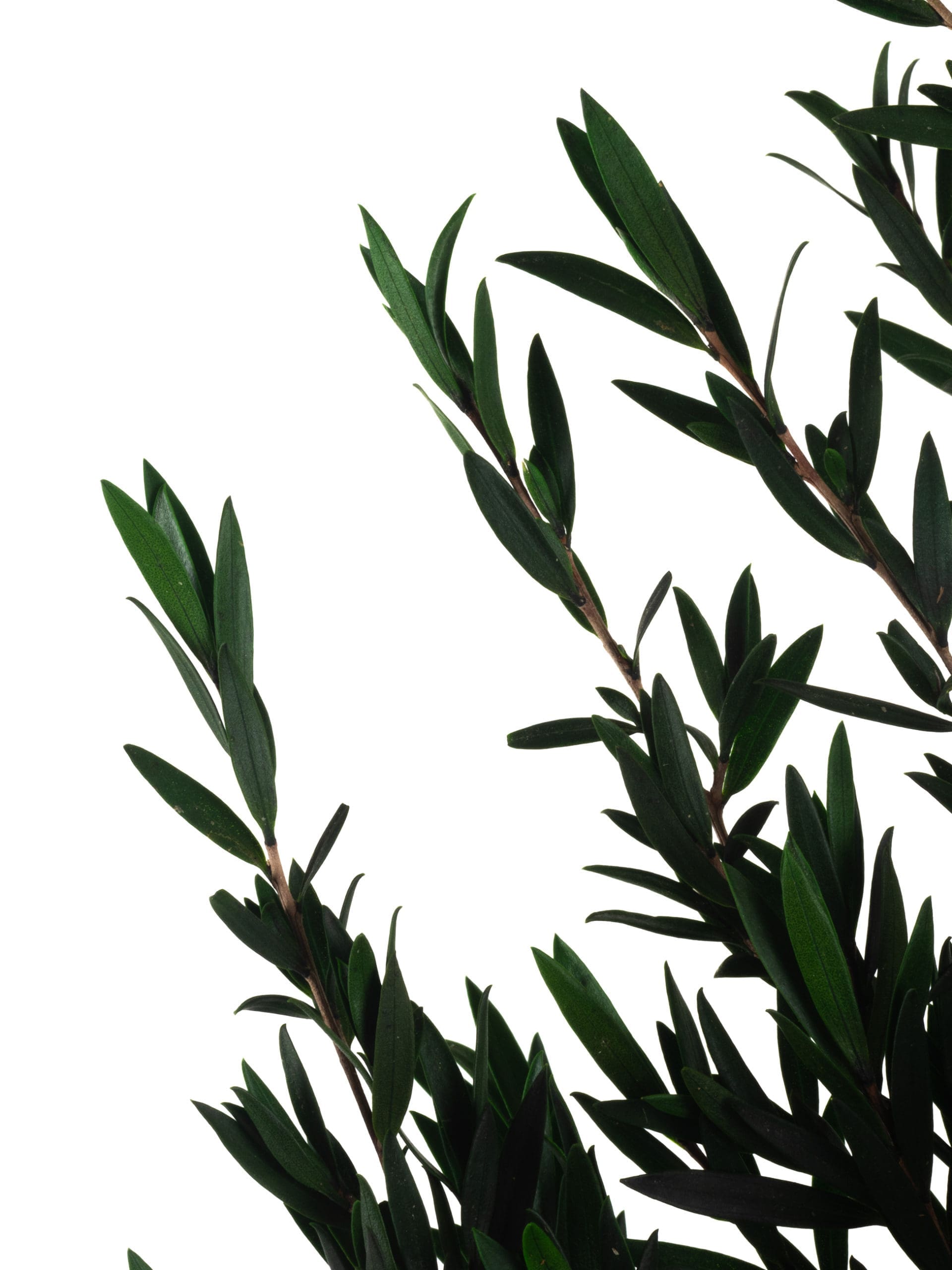 Lepto Lungifolia Green VE | ByNature - Wholesale
