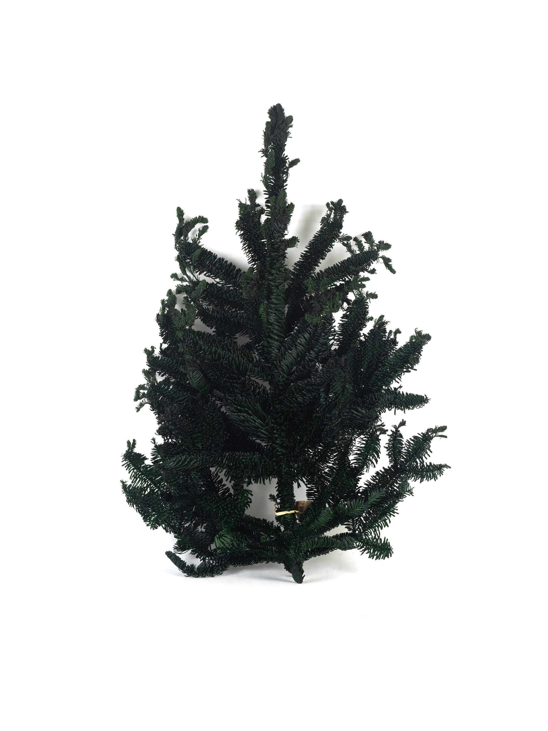 Nobelis Green NI | ByNature - Wholesale