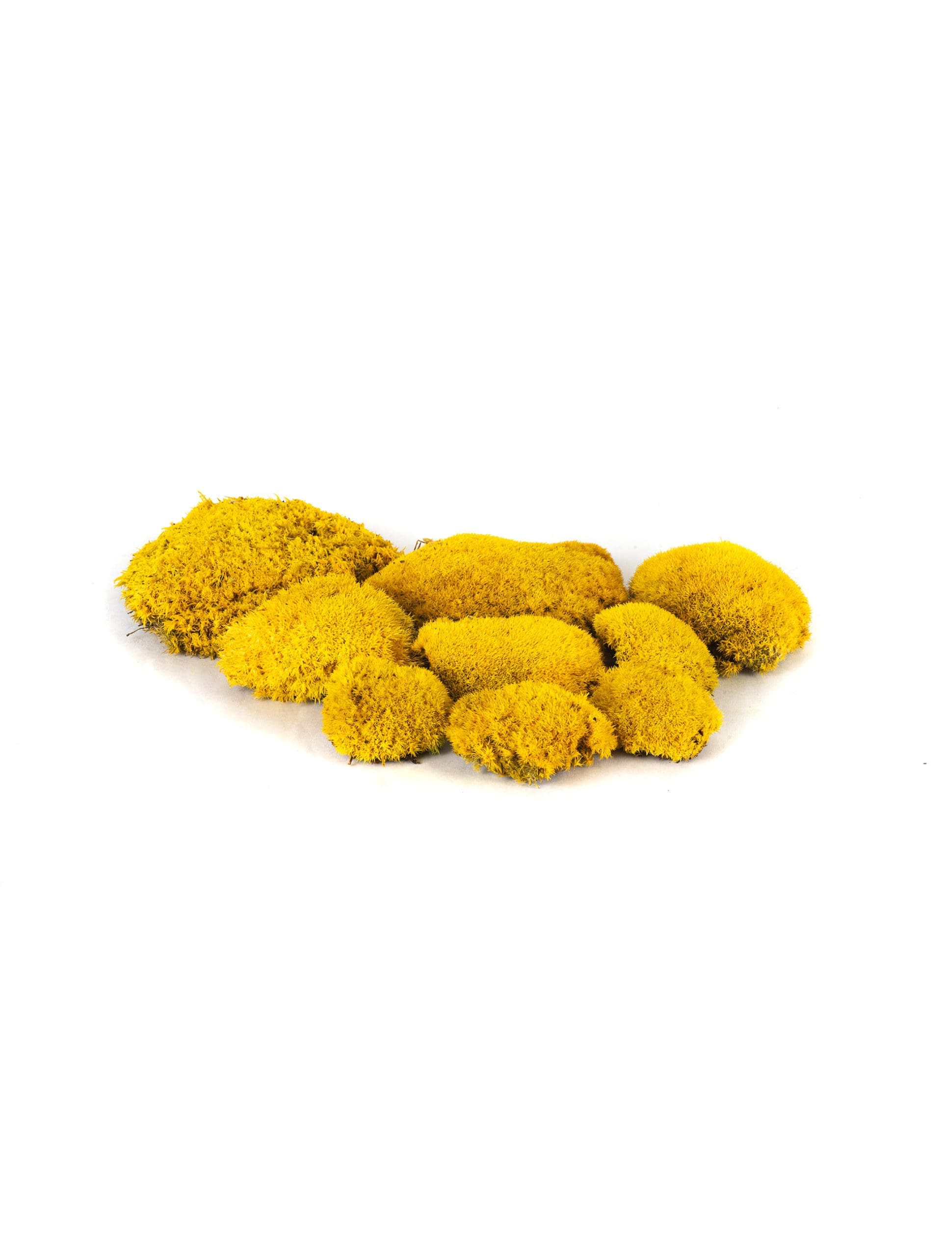 Pole Moss Yellow CH - 8 lbs Masterbox | ByNature - Wholesale