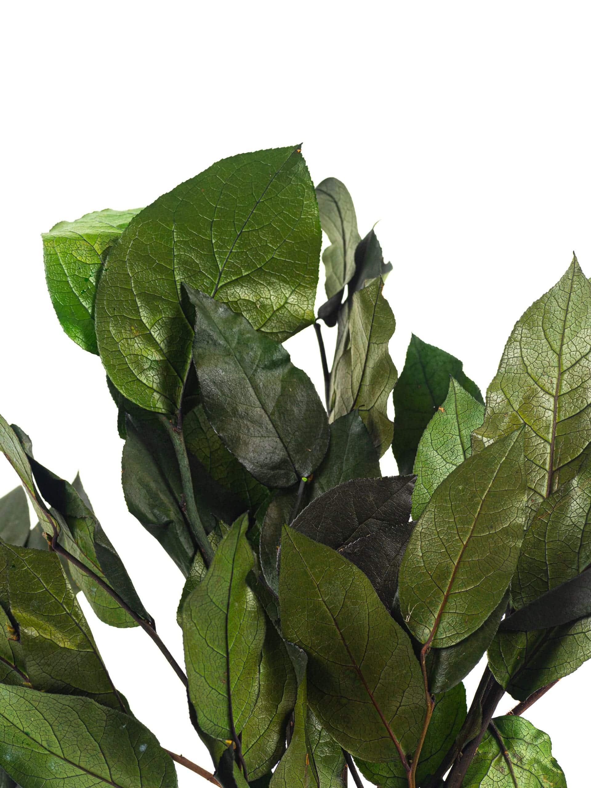 Salal Green NI | ByNature - Wholesale
