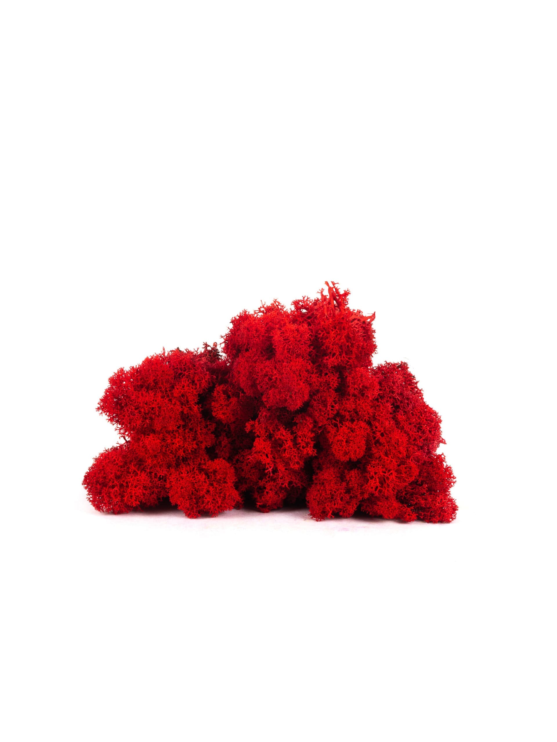 Reindeer Moss - 12 lbs Masterbox - Red CA | ByNature - Wholesale