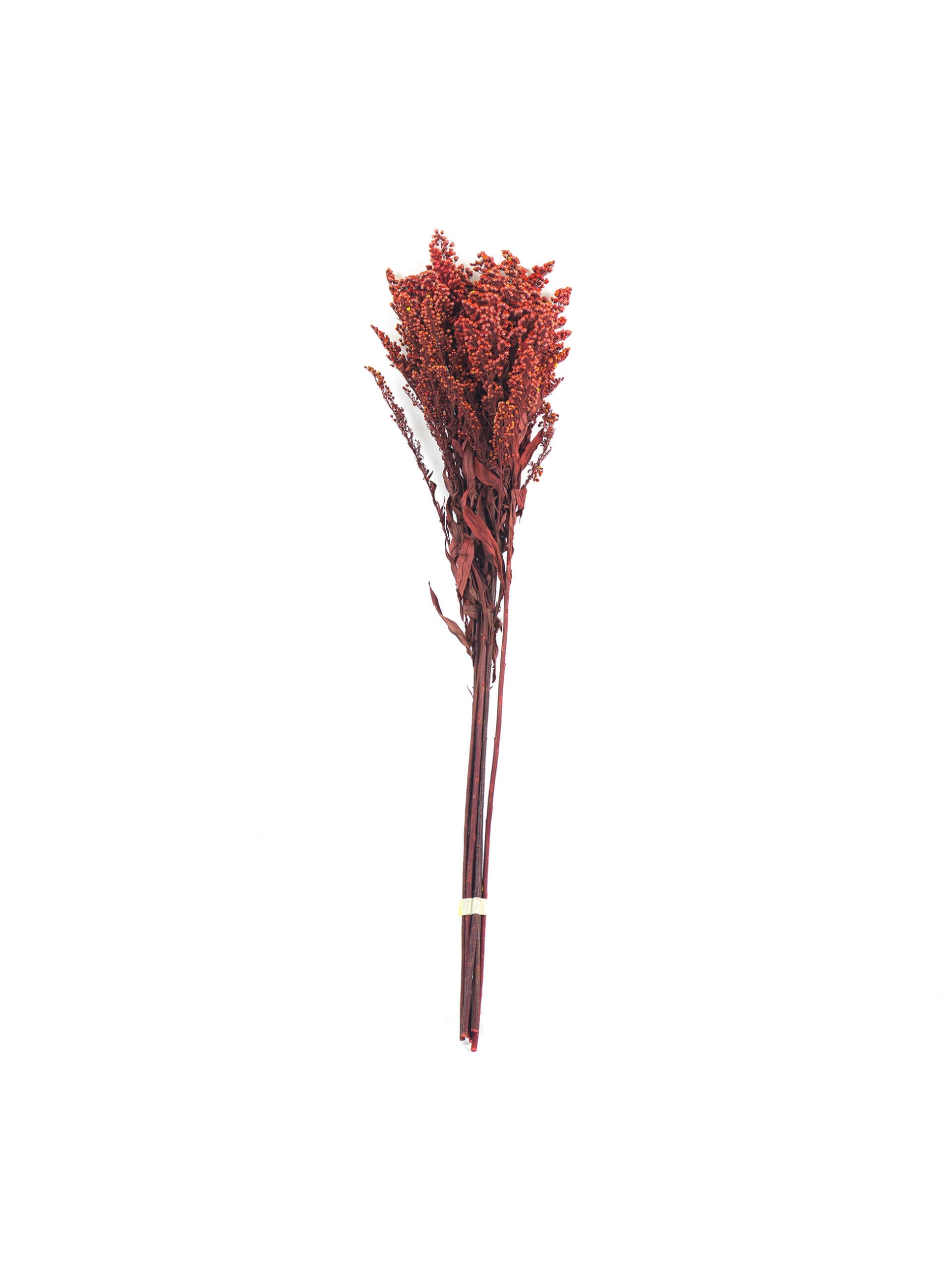 Solidago Red NA | ByNature - Wholesale