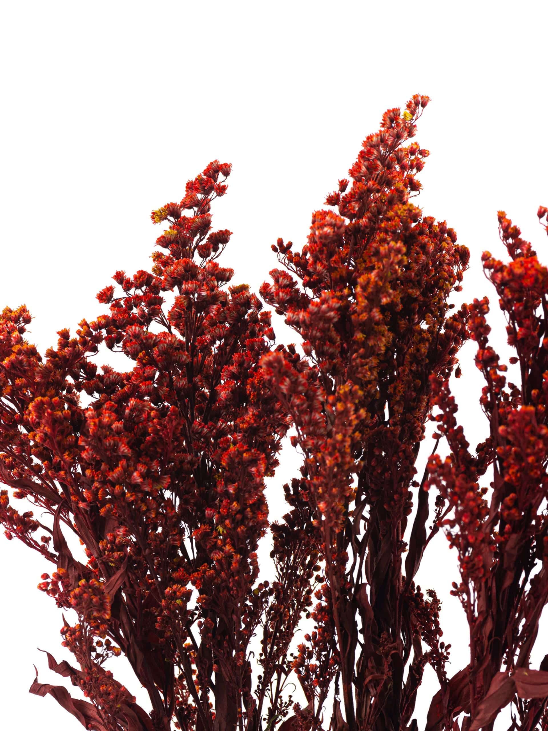 Solidago Red NA | ByNature - Wholesale