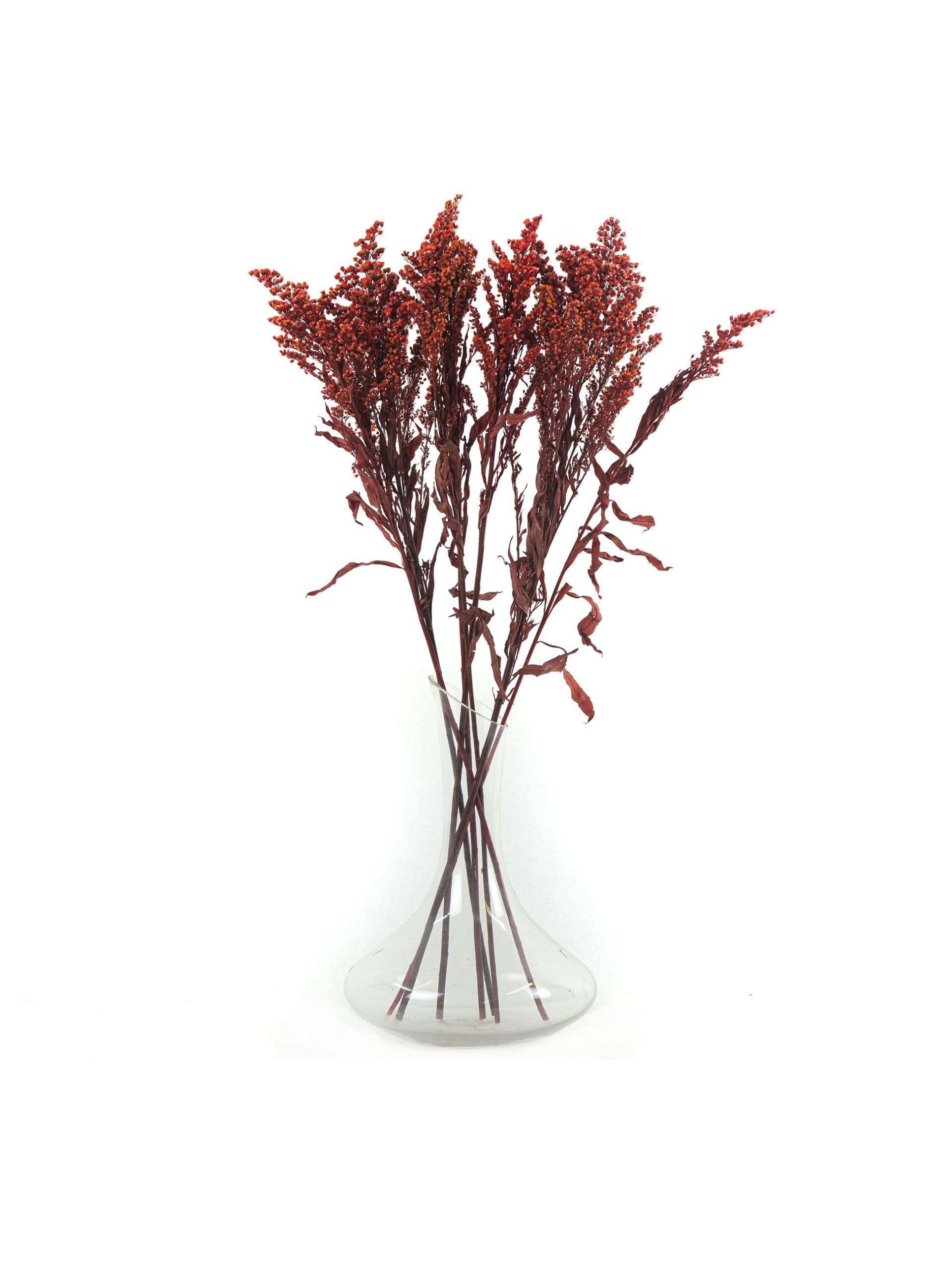 Solidago Red NA | ByNature - Wholesale