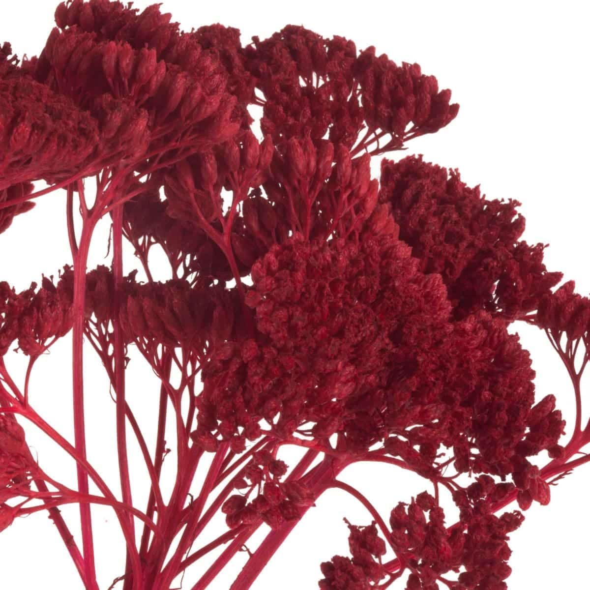 Preserved Flowers | Wholesale - Buy in Bulk | ByNature