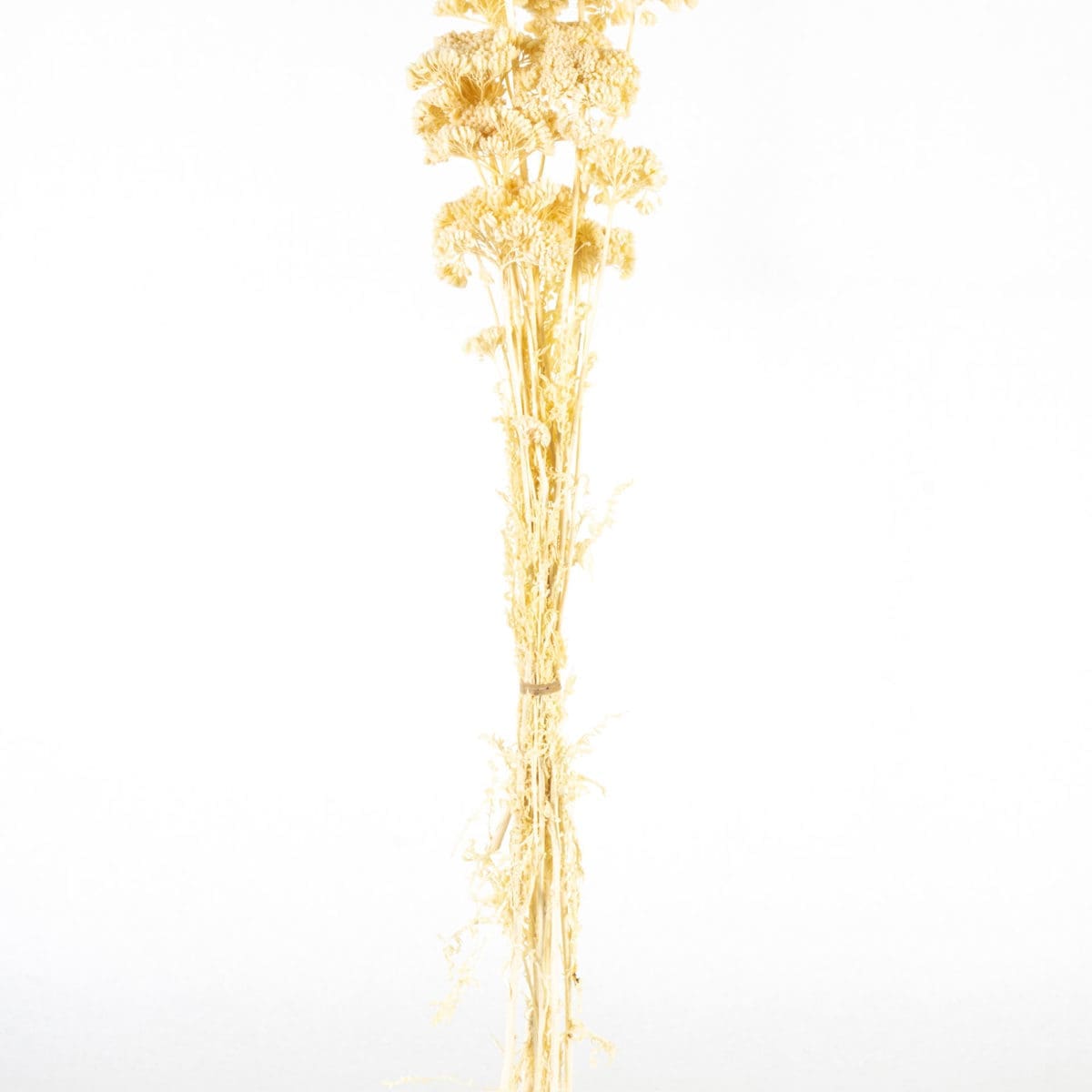 Preserved Flowers | Wholesale - Buy in Bulk | ByNature