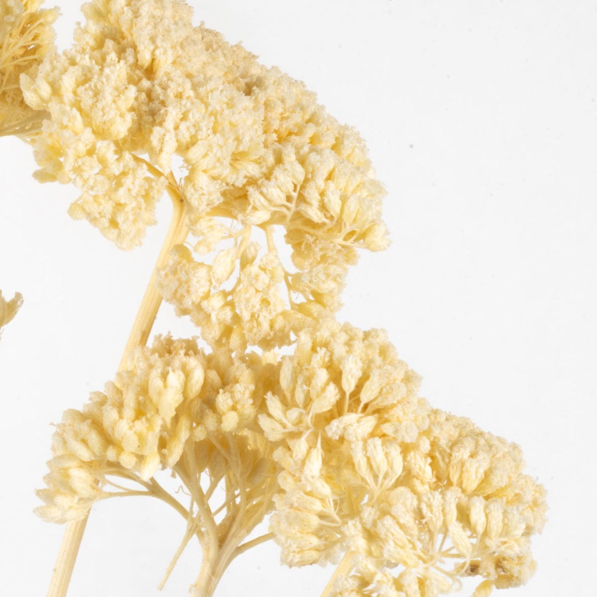 Preserved Flowers | Wholesale - Buy in Bulk | ByNature