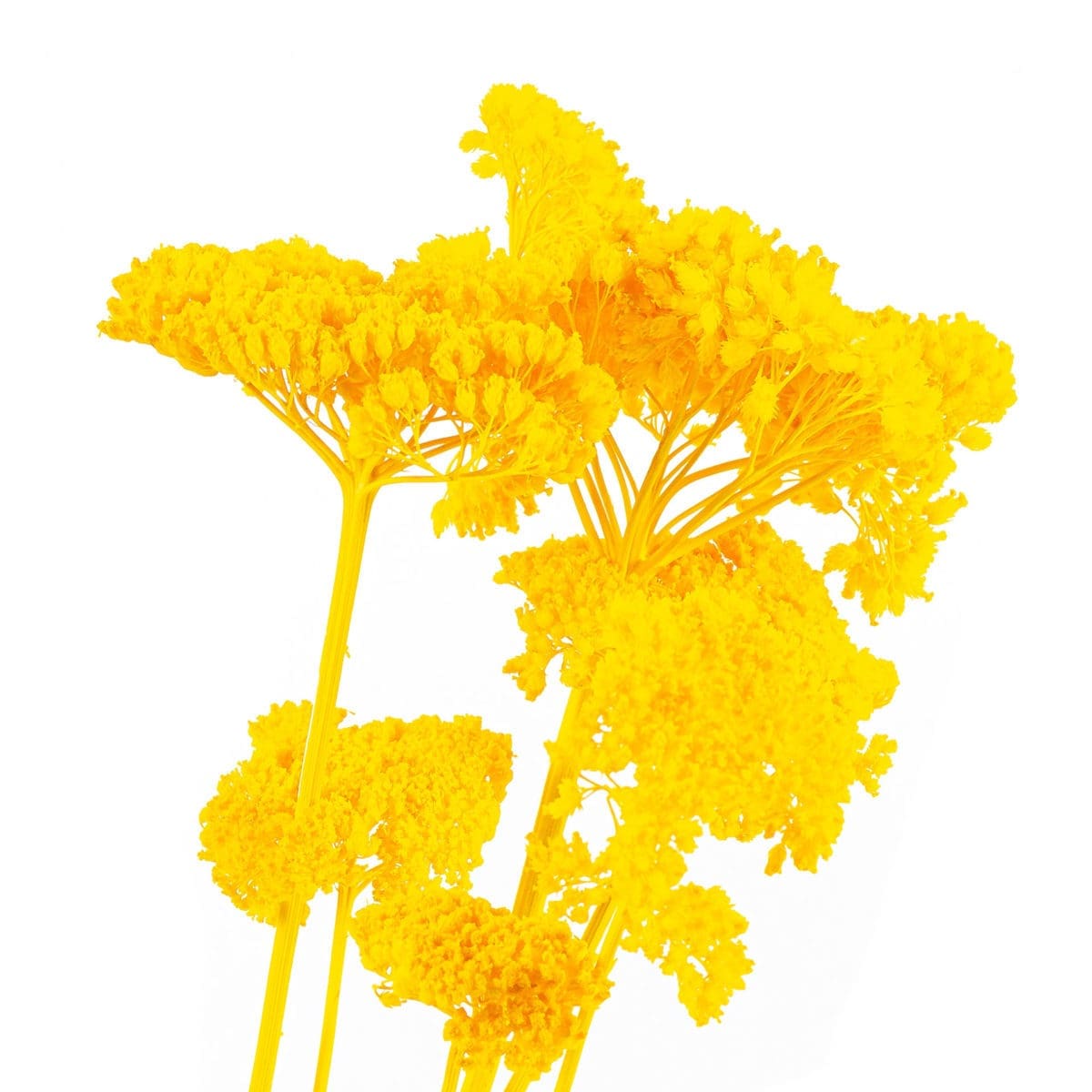 Preserved Flowers | Wholesale - Buy in Bulk | ByNature