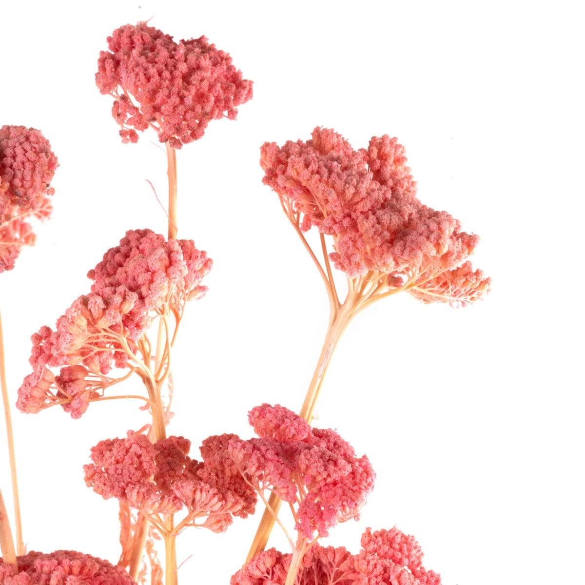 Preserved Flowers | Wholesale - Buy in Bulk | ByNature