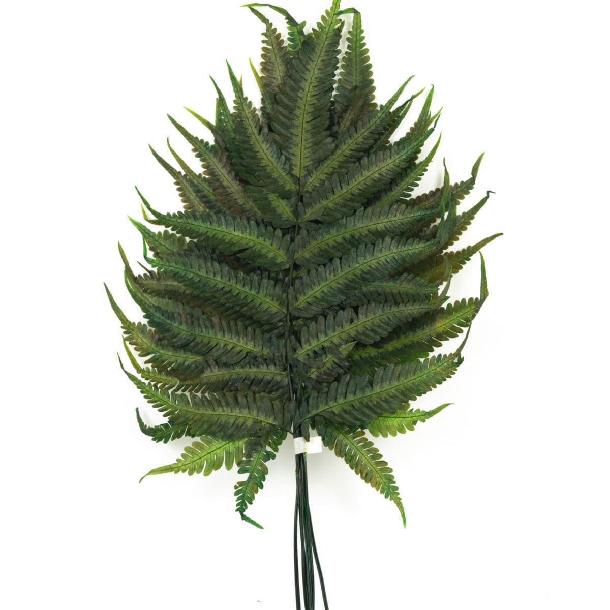 Preserved Ferns | Wholesale - Buy in Bulk | ByNature