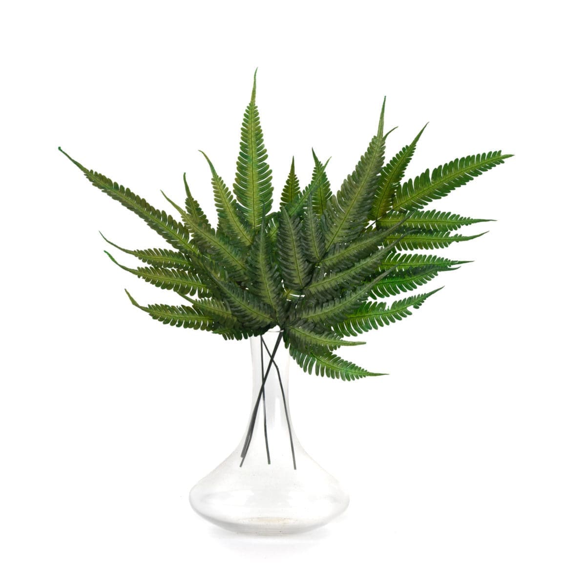 Preserved Ferns | Wholesale - Buy in Bulk | ByNature