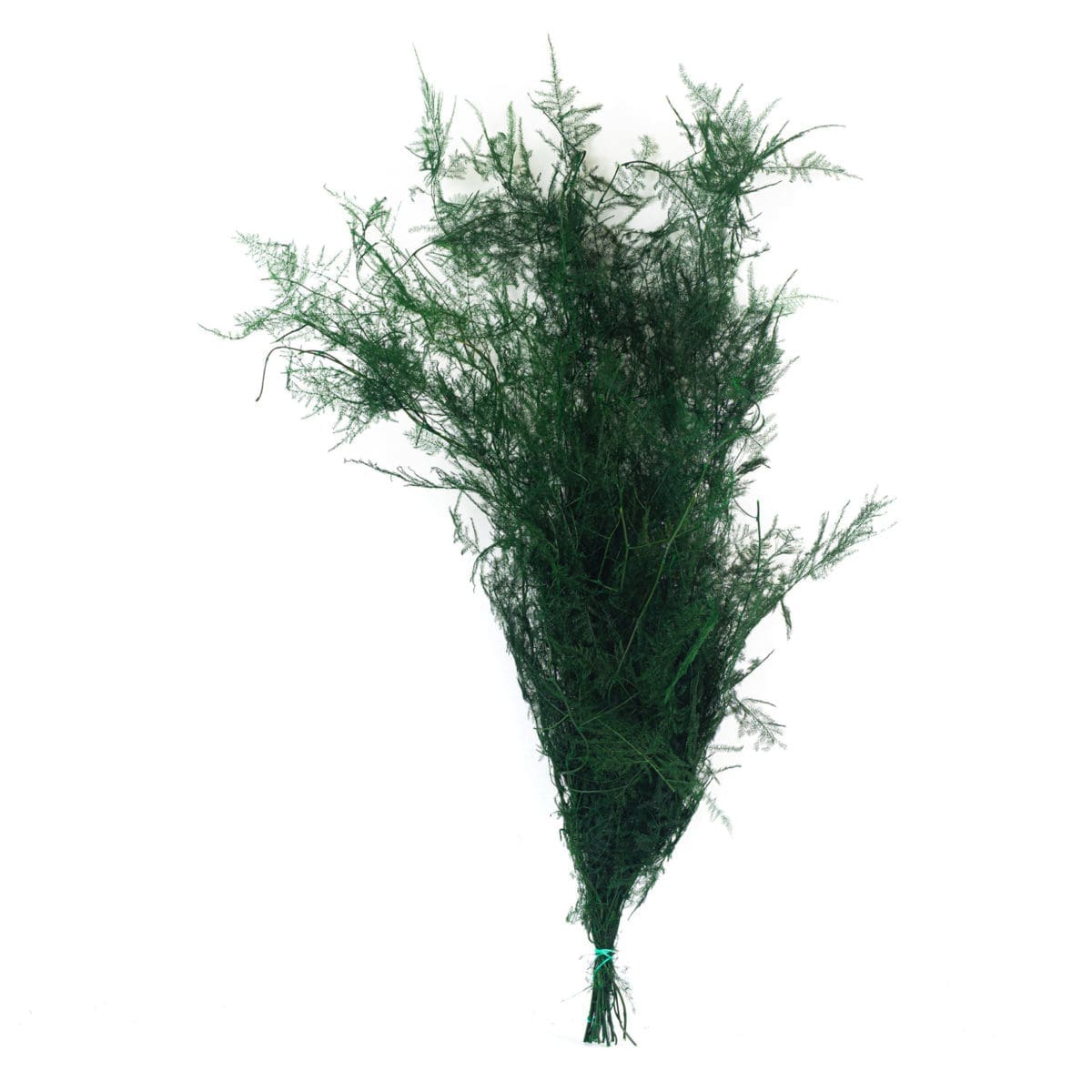 Preserved Foliage | Wholesale - Buy in Bulk | ByNature