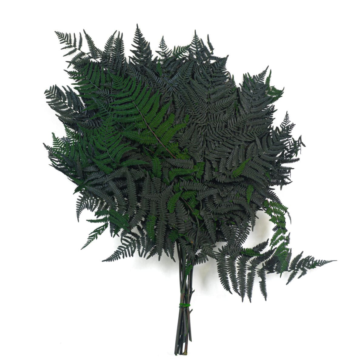 Preserved Ferns | Wholesale - Buy in Bulk | ByNature