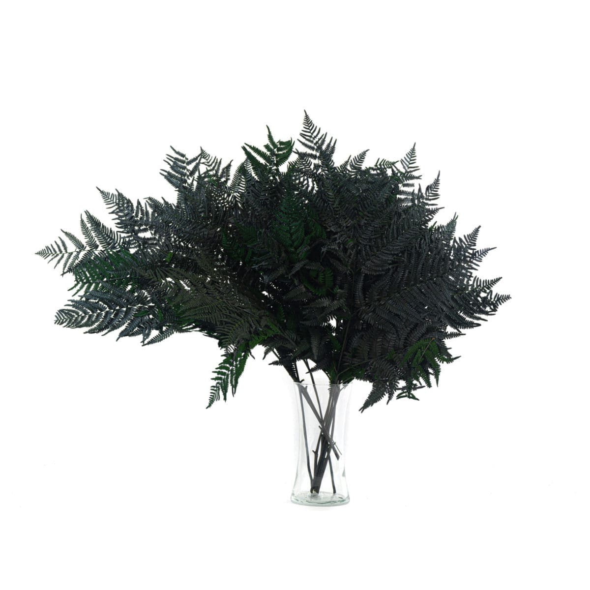 Preserved Ferns | Wholesale - Buy in Bulk | ByNature