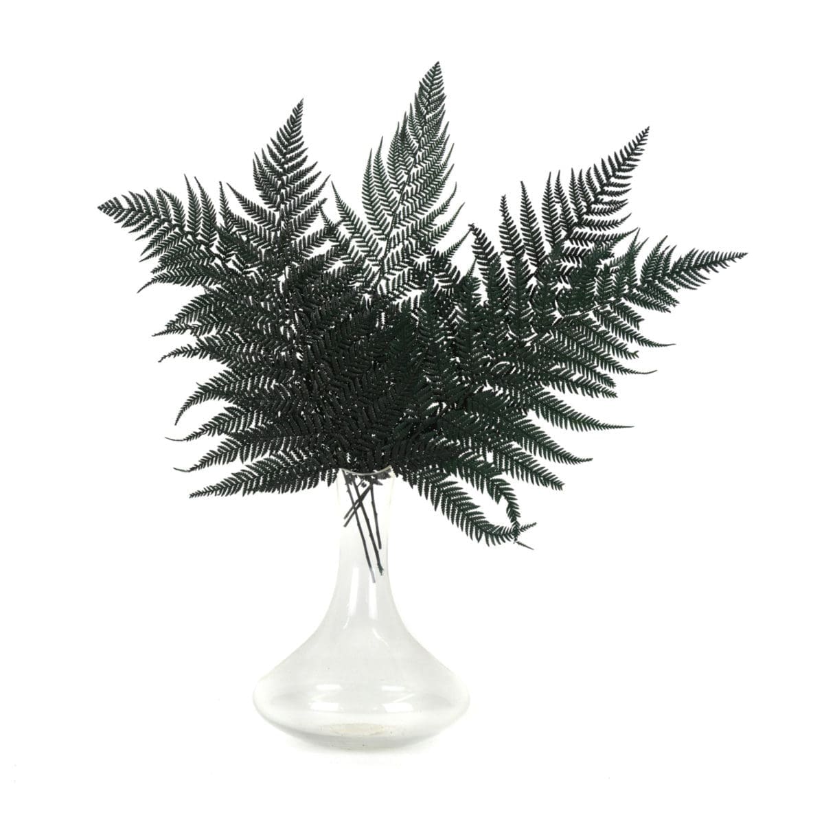 Preserved Ferns | ByNature - Wholesale