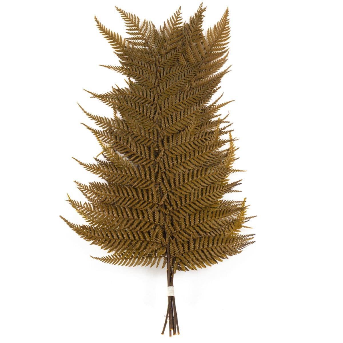 Preserved Ferns | ByNature - Wholesale