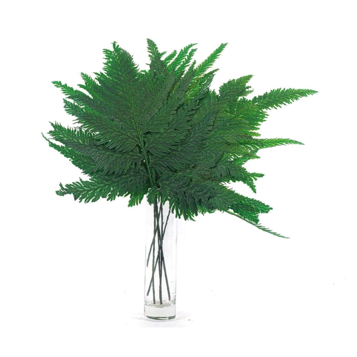 Preserved Ferns | ByNature - Wholesale
