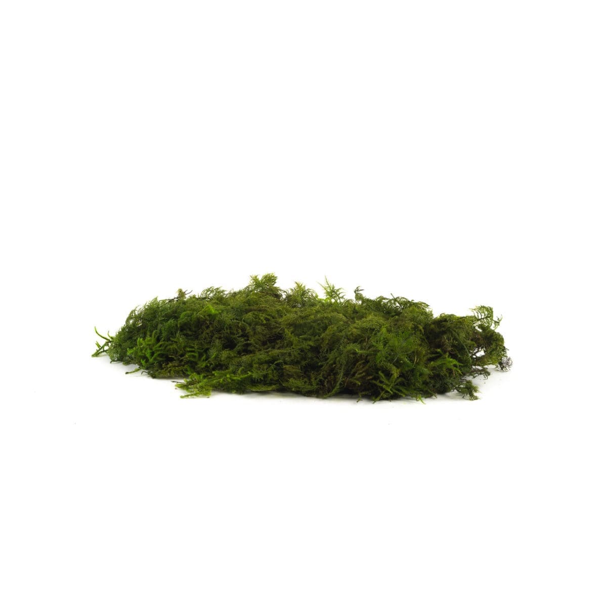 Preserved Moss | Wholesale - Buy in Bulk | ByNature