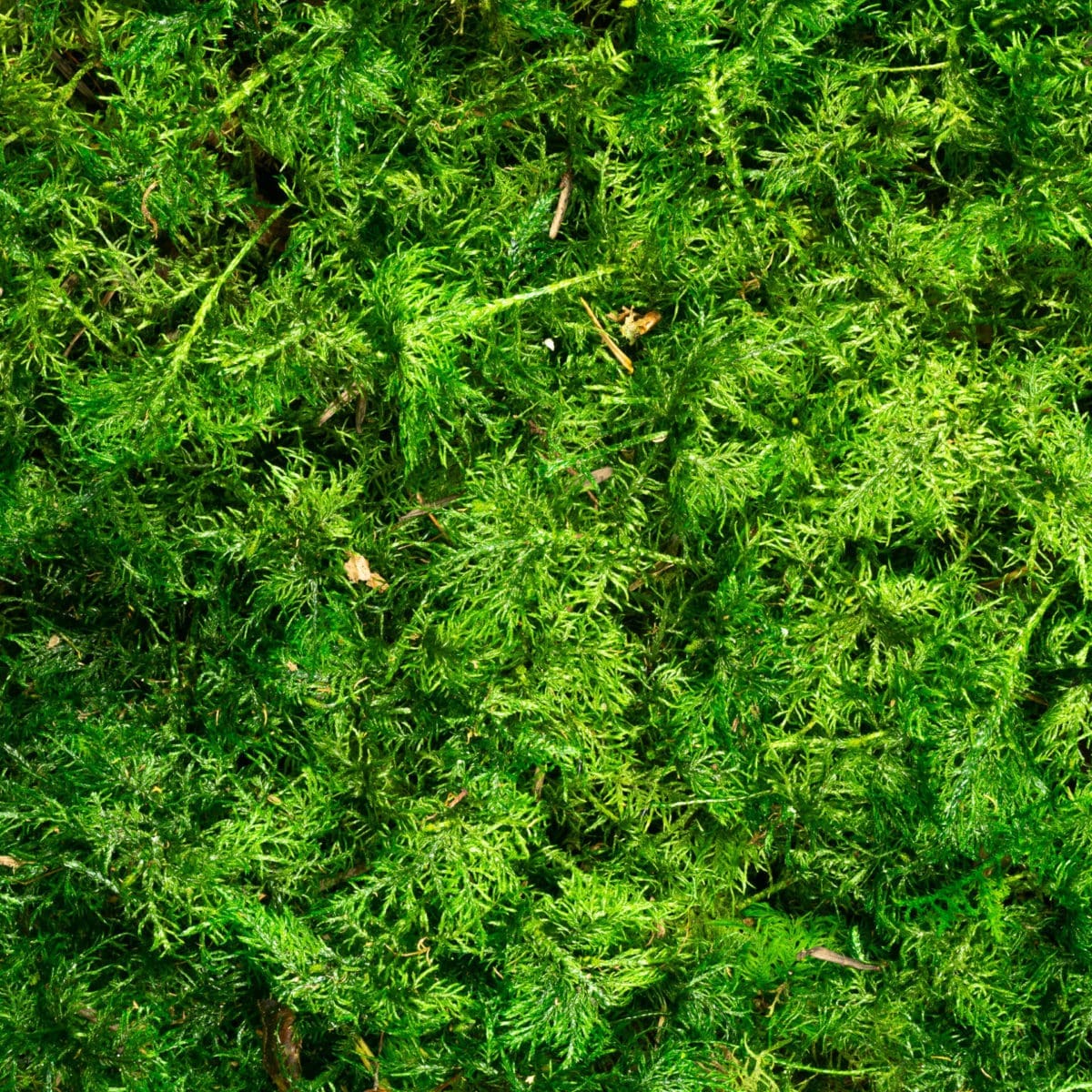 Preserved Moss | Wholesale - Buy in Bulk | ByNature