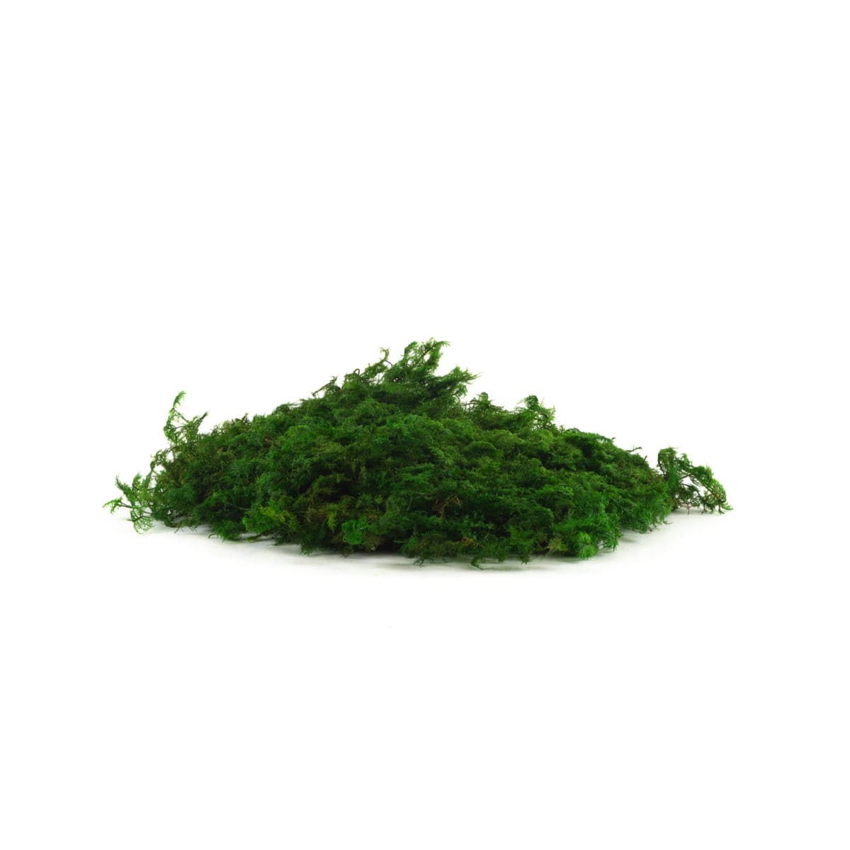 Preserved Moss | Wholesale - Buy in Bulk | ByNature