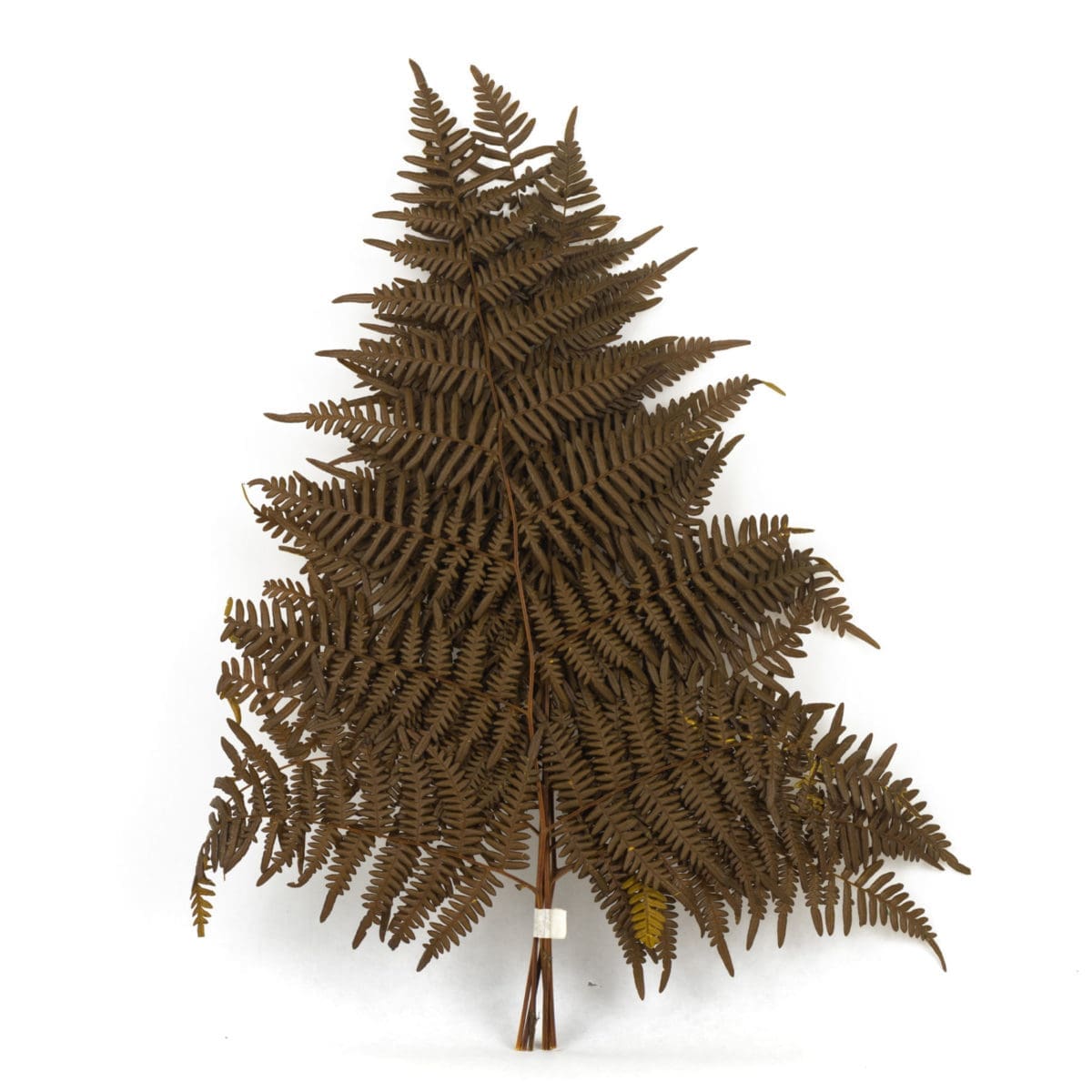 Preserved Ferns | ByNature - Wholesale