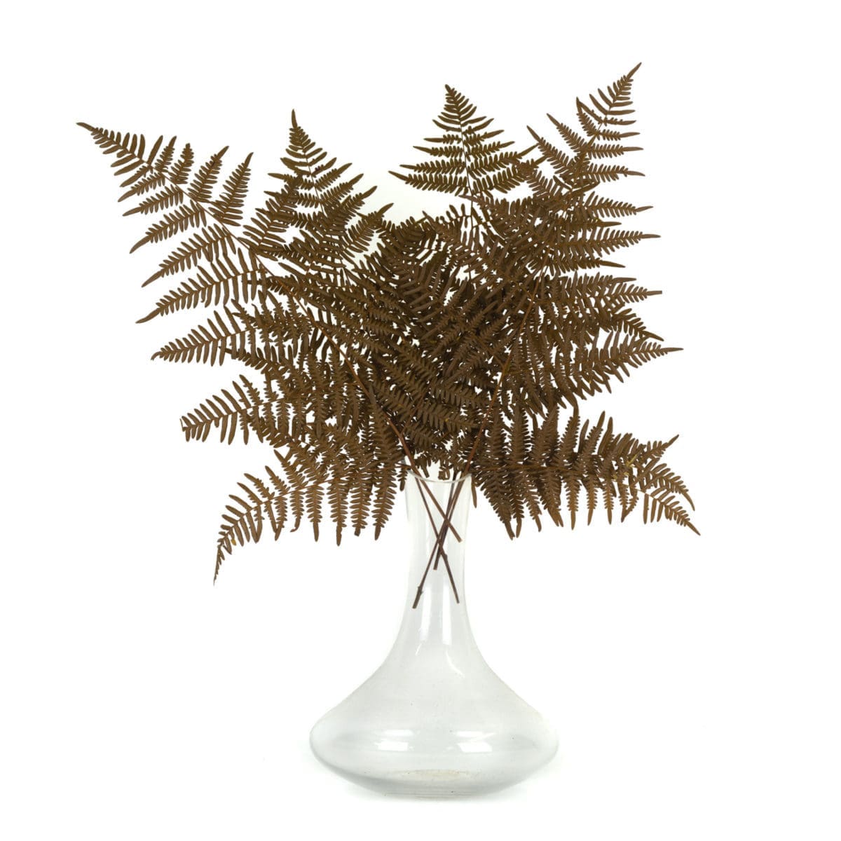 Preserved Ferns | ByNature - Wholesale