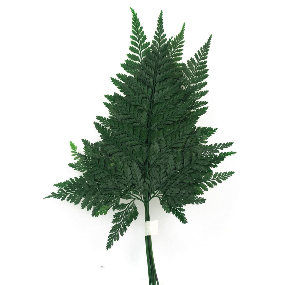 Preserved Ferns | ByNature - Wholesale