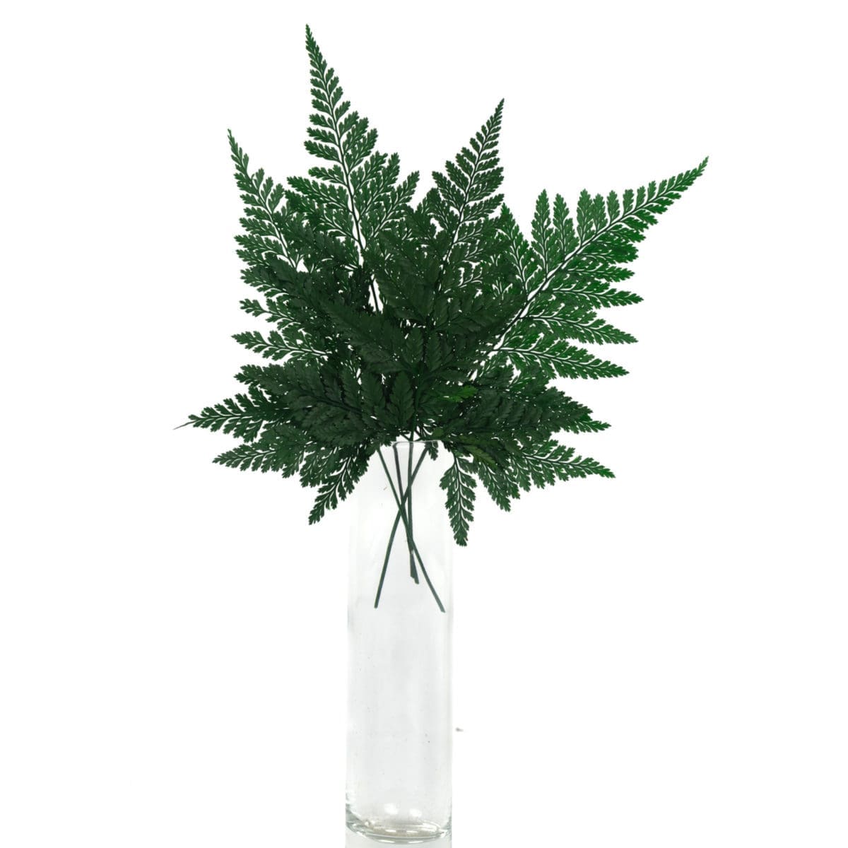 Preserved Ferns | ByNature - Wholesale