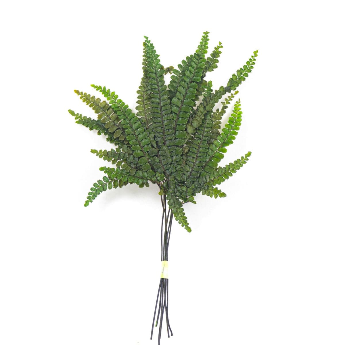 Preserved Ferns | ByNature - Wholesale