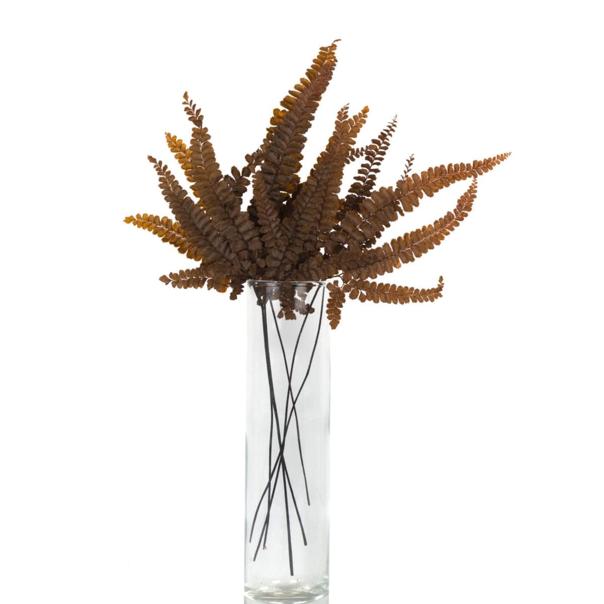 Preserved Ferns | ByNature - Wholesale
