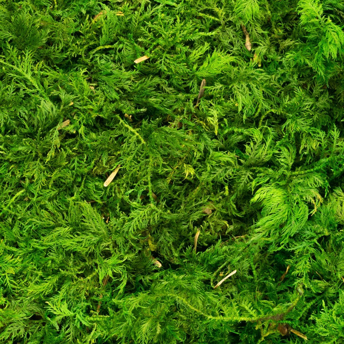 Preserved Moss | Wholesale - Buy in Bulk | ByNature