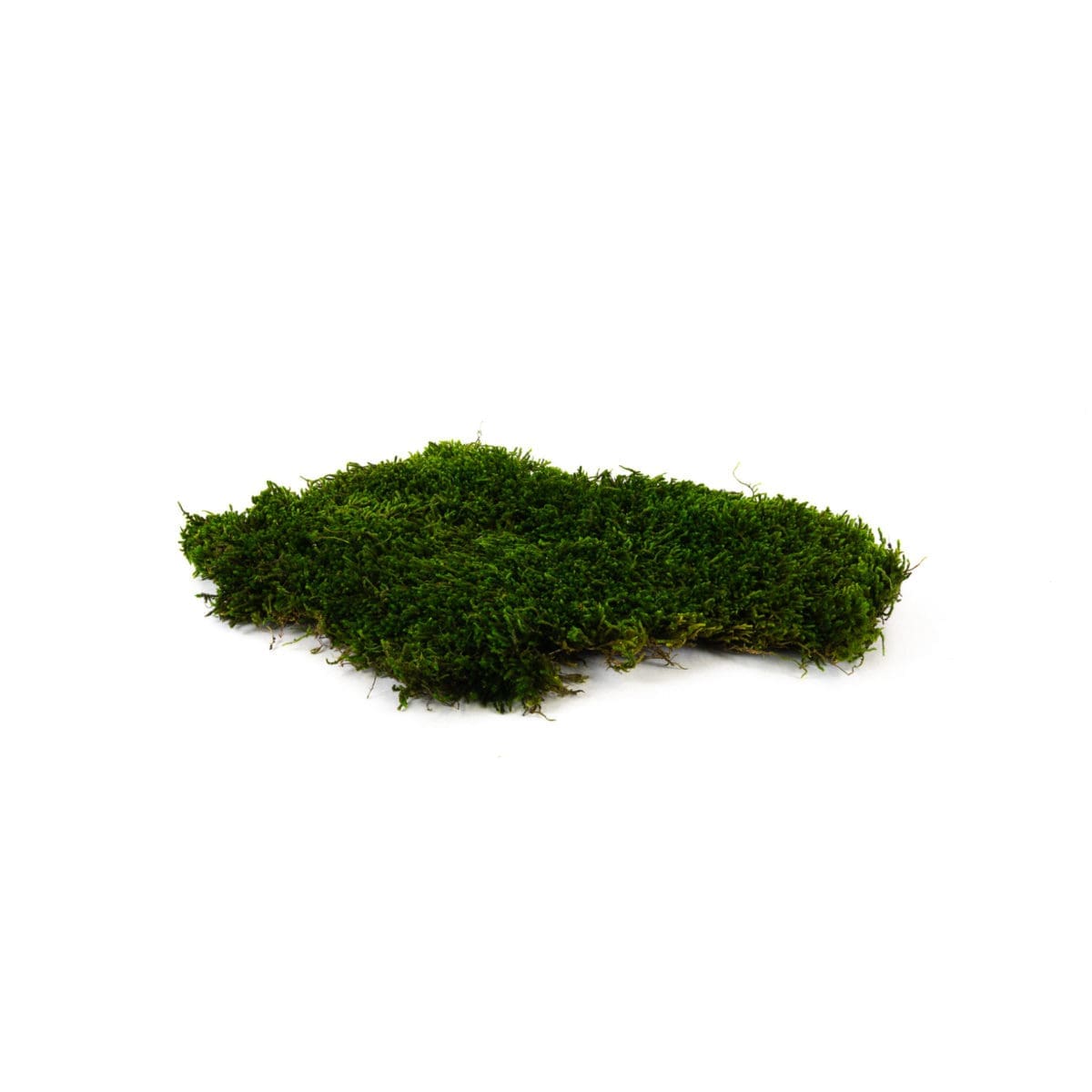 Preserved Moss | Wholesale - Buy in Bulk | ByNature