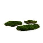 Preserved Moss | Wholesale - Buy in Bulk | ByNature