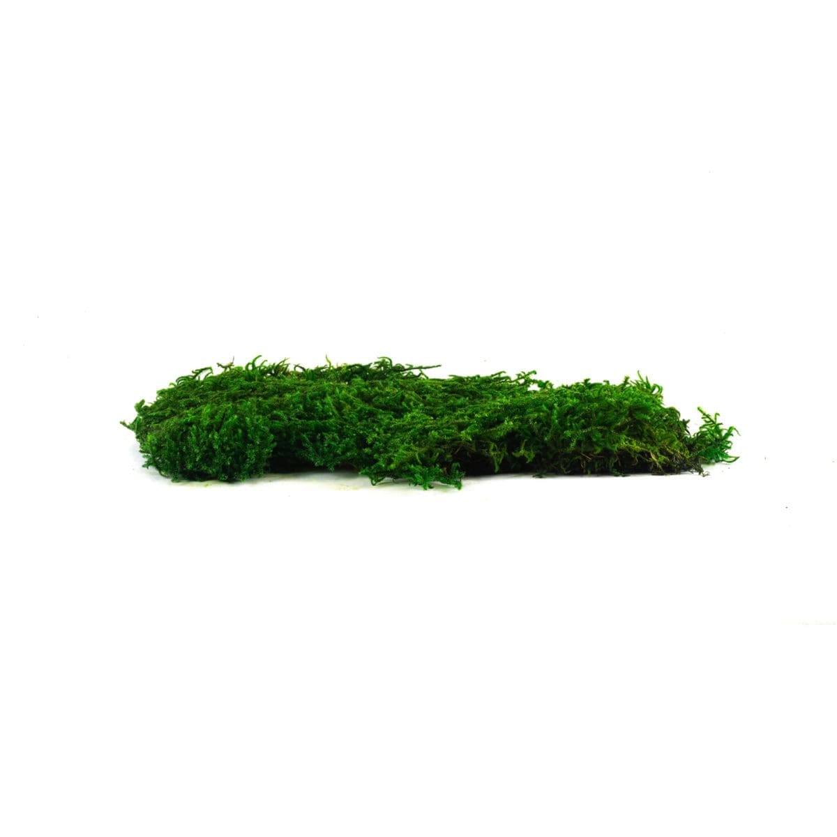 Preserved Moss | Wholesale - Buy in Bulk | ByNature
