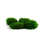 Preserved Moss | Wholesale - Buy in Bulk | ByNature