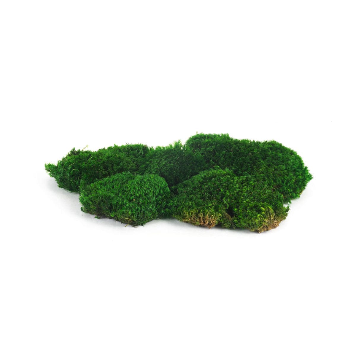Preserved Moss | Wholesale - Buy in Bulk | ByNature