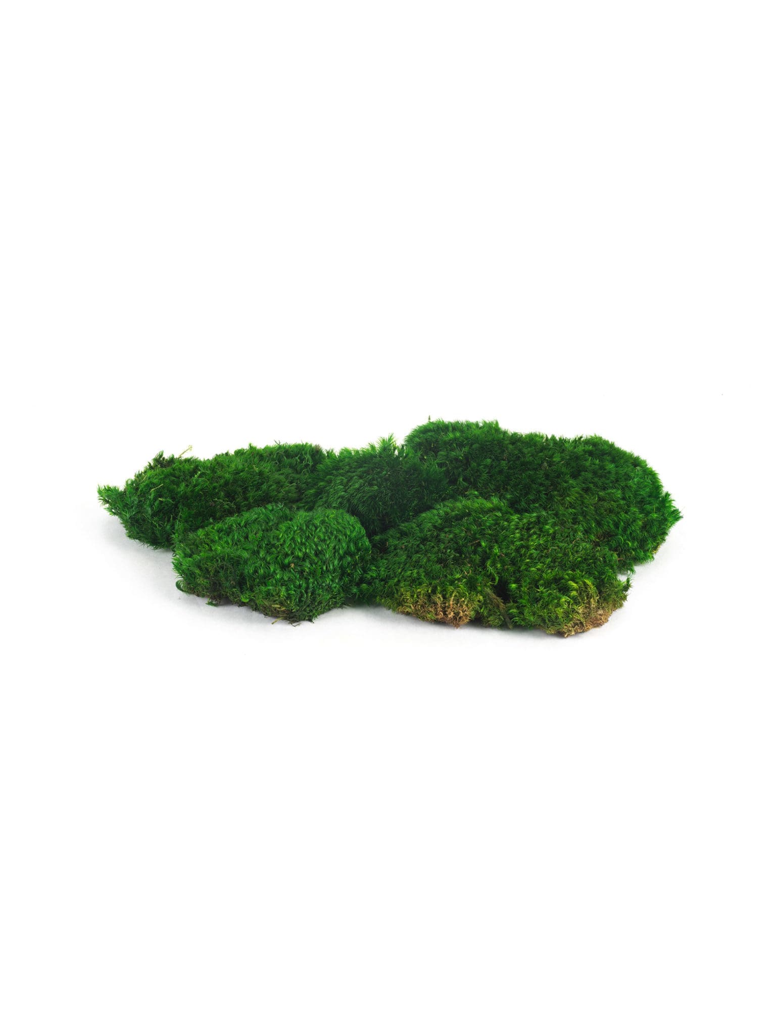 Mood Moss Dark IS (8 lbs MB) | ByNature - Wholesale