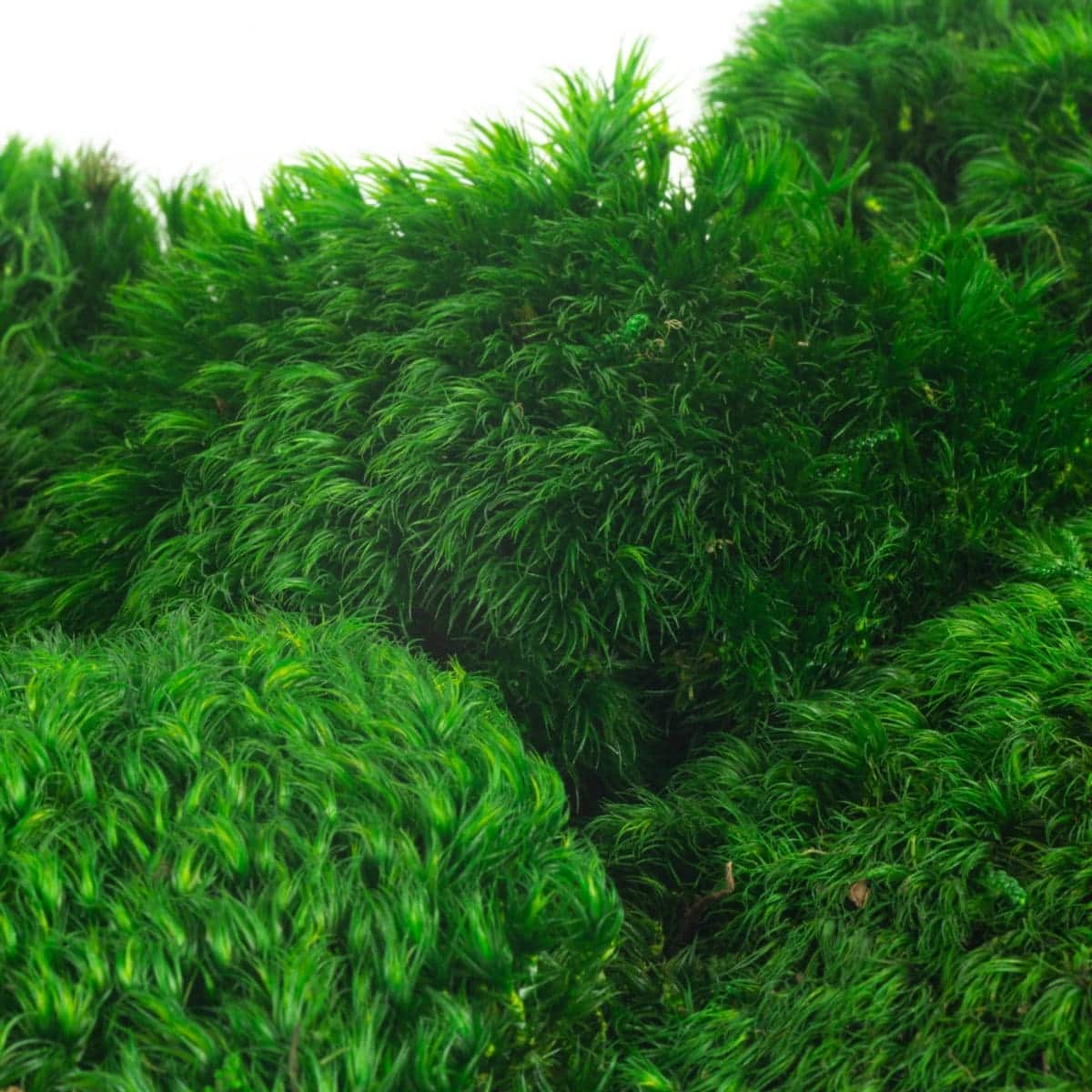 Preserved Moss | Wholesale - Buy in Bulk | ByNature