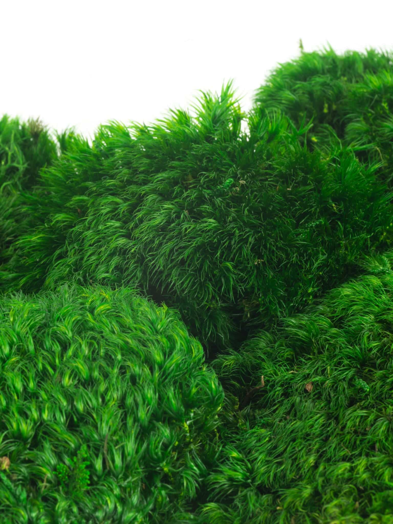 Mood Moss Dark IS (8 lbs MB) | ByNature - Wholesale